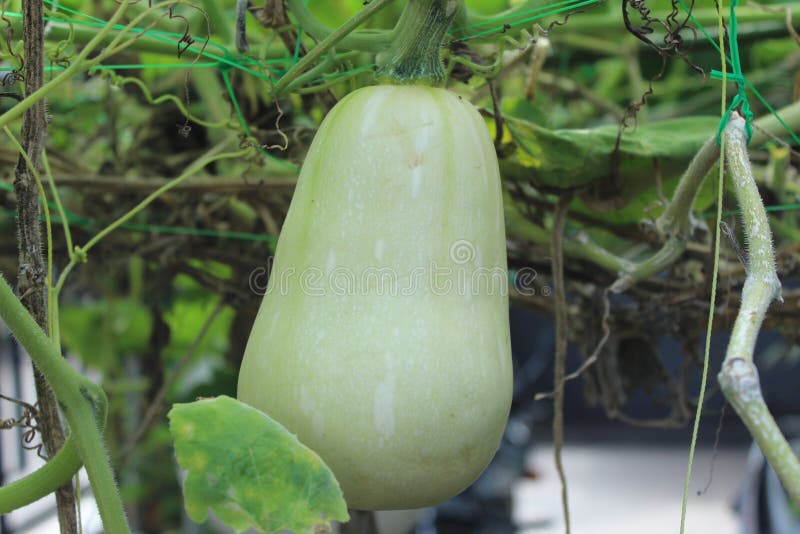 Green Squash Butternut Fruit Stock Photo - Image of blossom, wildflower ...