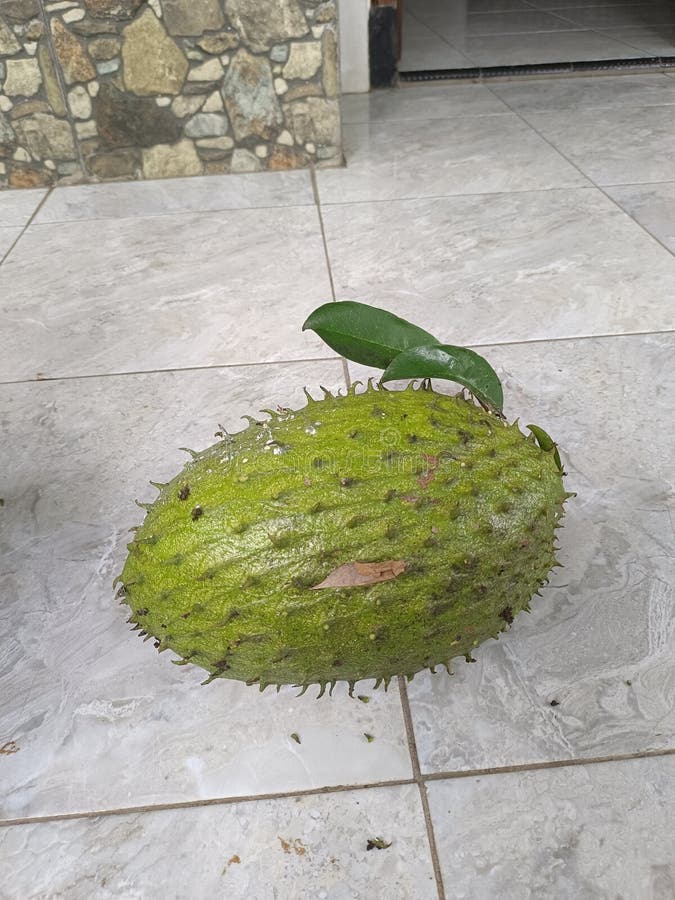 Young Green Srikaya Fruit Picked from the Tree Stock Photo - Image of ...