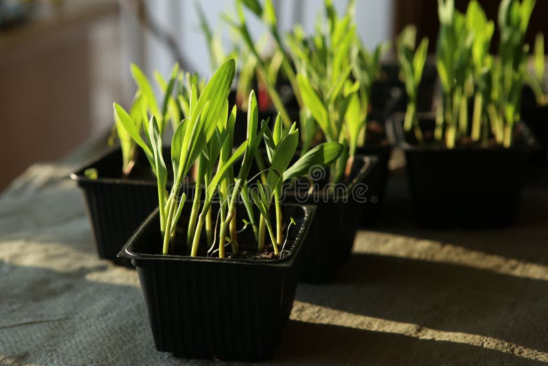 Young Green Sweet Corn Sprouts in Containers. Stock Image - Image of ...