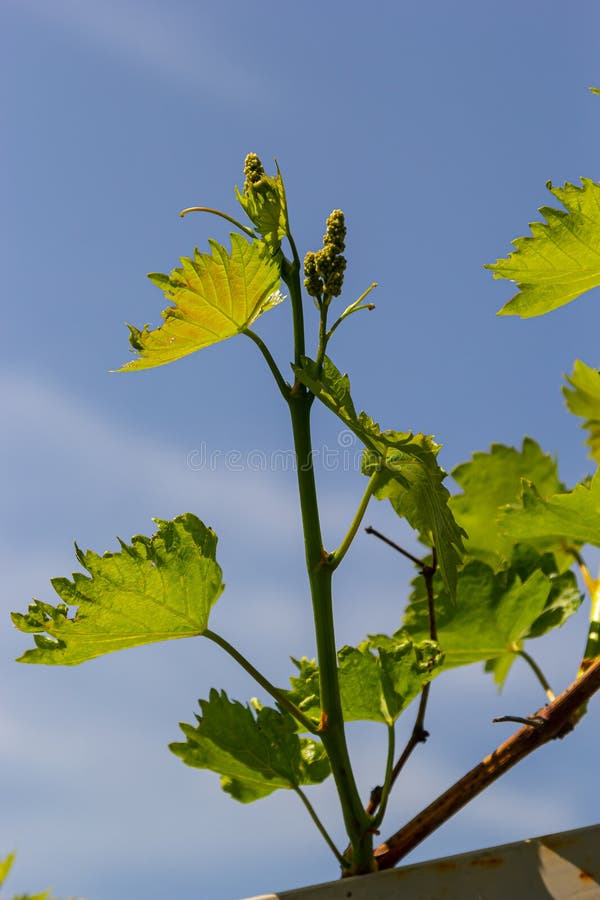 Young Green Tender Leaves of Grapes on a Background of Blue Sky in ...