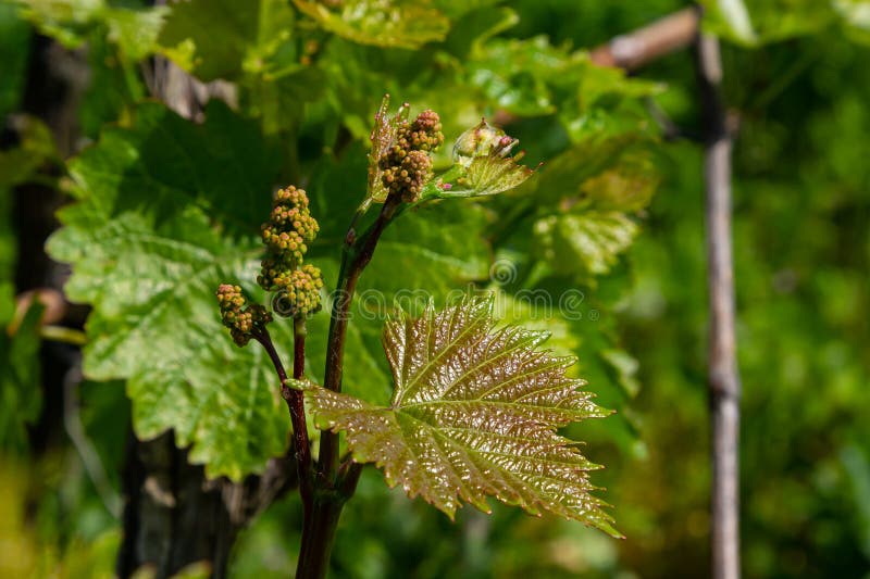 Young Green Tender Leaves of Grapes on a Background of Blue Sky in ...