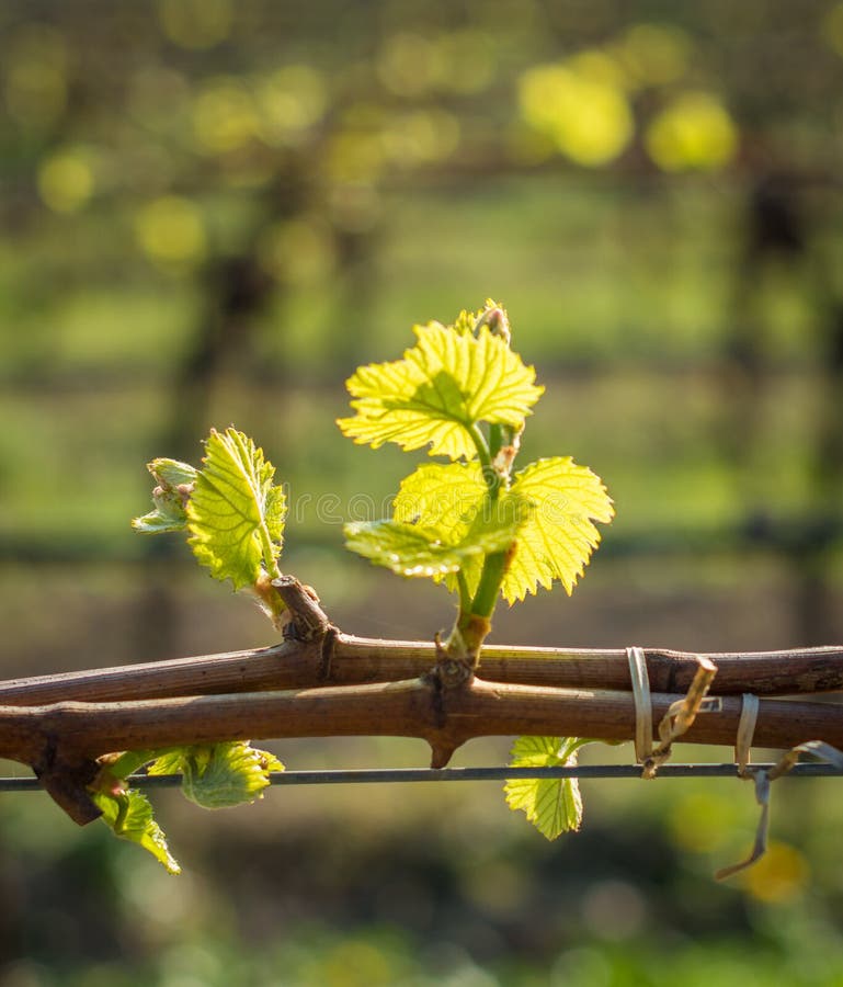 Young Green Tender Leaves of Grapes on a Background of Blue Sky in ...