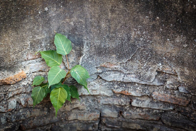 Young Green Tree Grow in Cement Wall Stock Photo - Image of cement ...