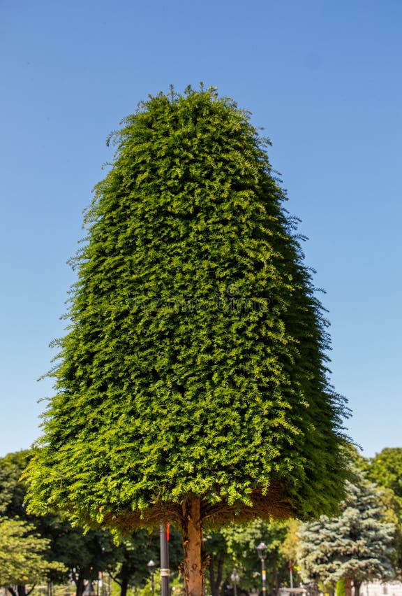 Young Green Tree Grows in Urban Stock Image - Image of branch, flora ...