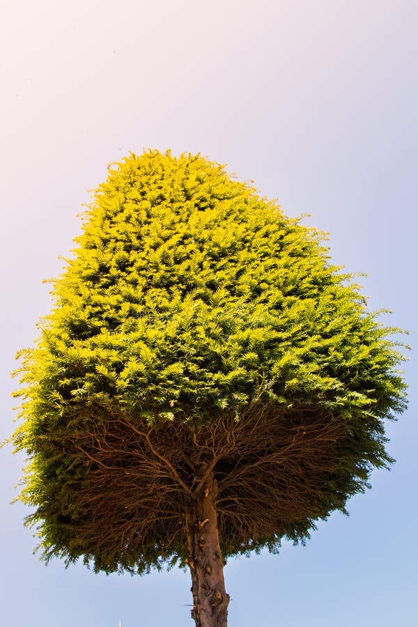 Young Green Tree Grows in Urban Stock Image - Image of agriculture ...