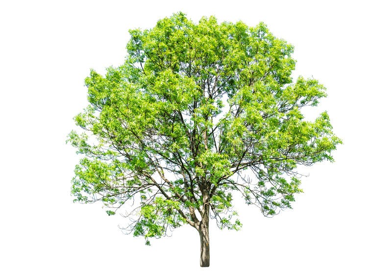 Young green tree stock image. Image of linden, vertical - 84743571