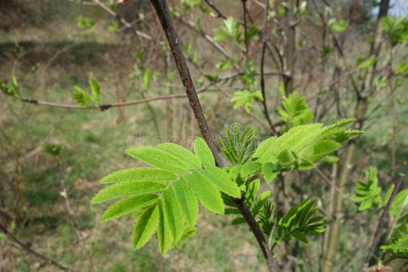 Young green tree leaves stock image. Image of outdoor - 70522613