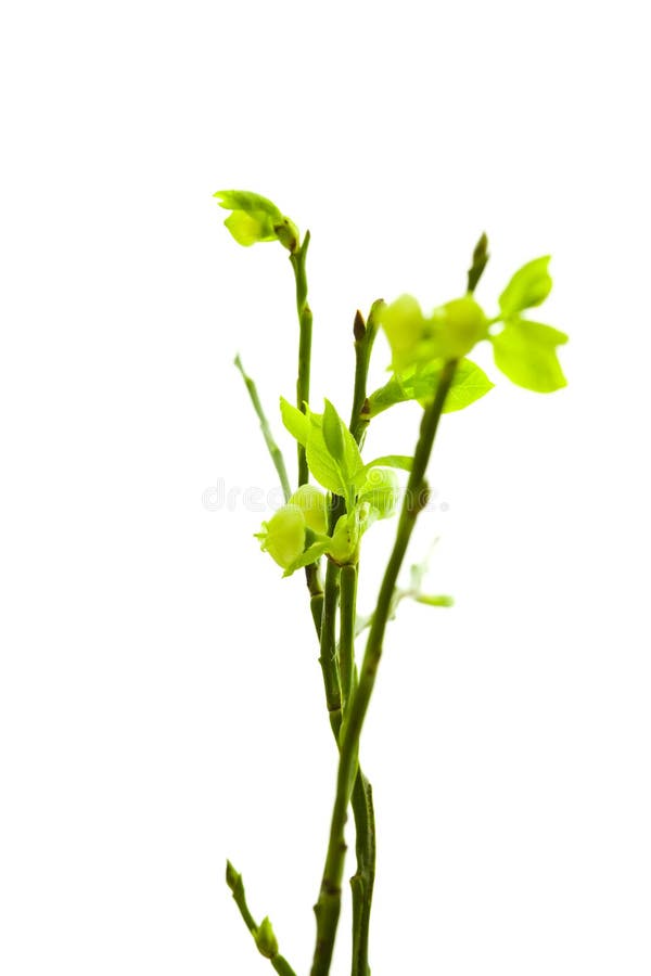 Young green twig stock image. Image of bright, petal - 16927499