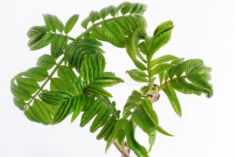Young Green Twigs of Mountain Ash Isolated on White Background. Stock ...