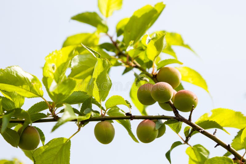 1,504 Ume Tree Photos - Free & Royalty-Free Stock Photos from Dreamstime
