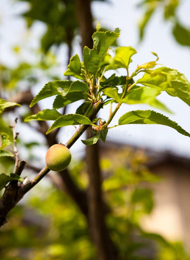 Young Green Ume Plum Fruit on a Tree., Japan Plum Stock Photo - Image ...