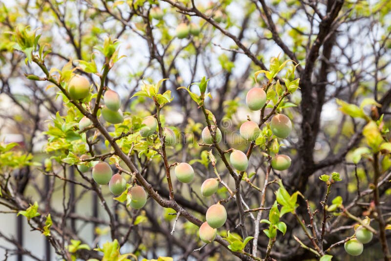 2,004 Ume Tree Stock Photos - Free & Royalty-Free Stock Photos from ...