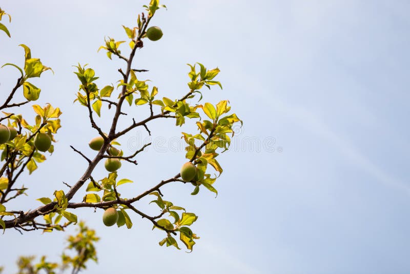 Young Green Ume Plum Fruit on a Tree., Japan Plum Stock Photo - Image ...