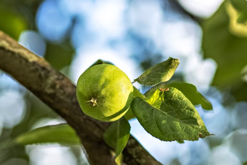 Young Green Unripe Apples on a Tree Branch Stock Photo - Image of ...