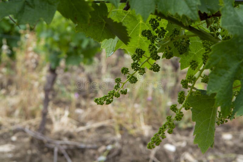 Young Green Unripe Grape Vines in Vineyard Close Up Stock Image - Image ...