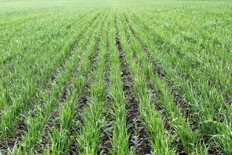 Young green wheat stock photo. Image of background, barley - 39946180