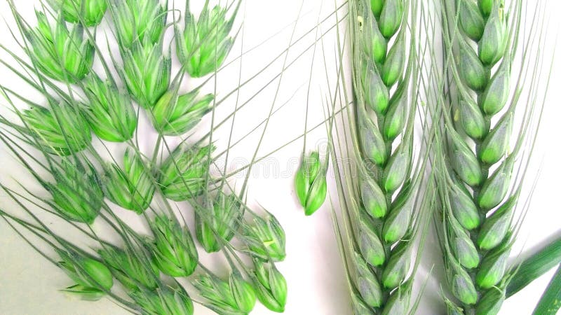 Young Green Wheat Buds Close Up Stock Photo - Image of essential ...