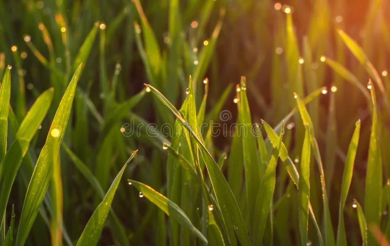 Young Green Wheat with Dew Drops on Spring Morning, Closeup Stock Image ...