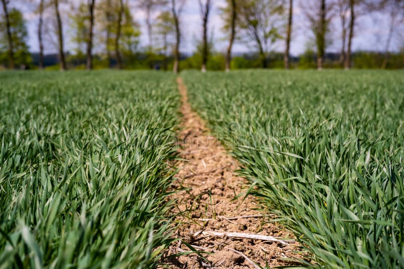 Young, Green Wheat in a Field in Early Spring Stock Photo - Image of ...