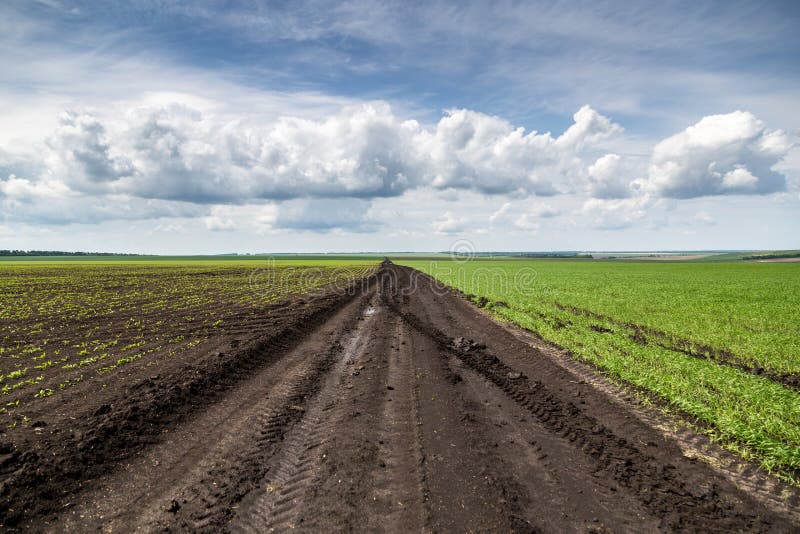 Young Green Wheat Growing in Soil Stock Photo - Image of cereal ...
