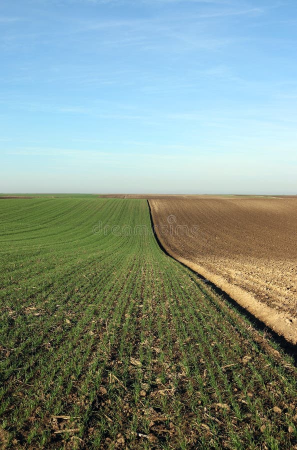 Green Wheat and Plowed Field in Spring Agriculture Stock Photo - Image ...