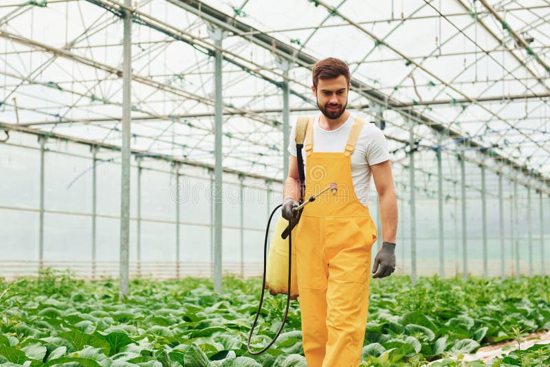 Young Greenhouse Worker in Yellow Uniform Watering Plants by Using ...