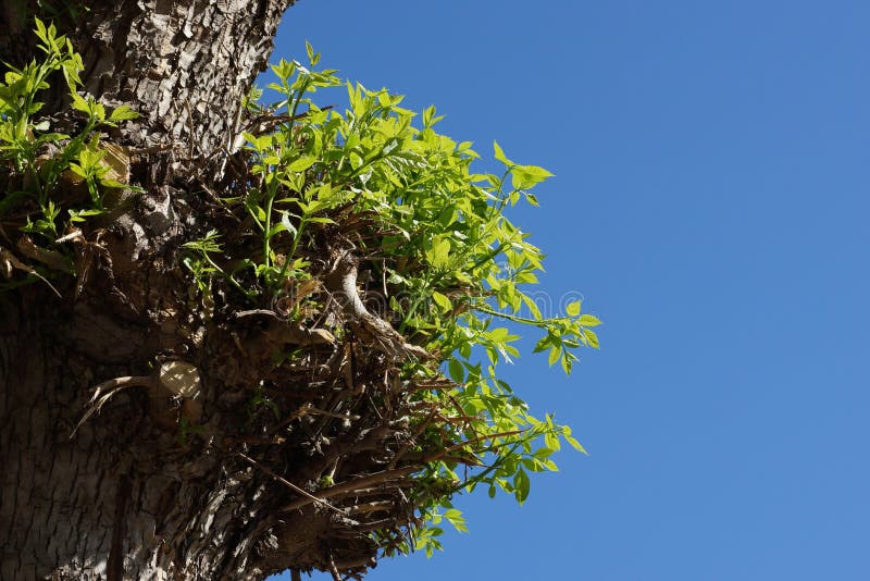 Young Greens Branches of a Tree Growing on the Old Trunk. Old Ag Stock ...