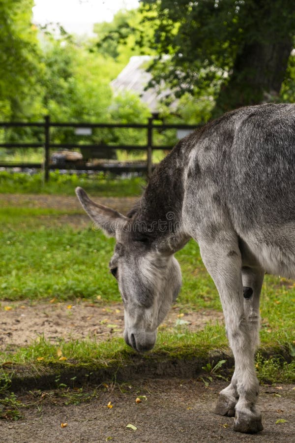 A Young Grey Donkey, Portrait Stock Image - Image of nature, color ...