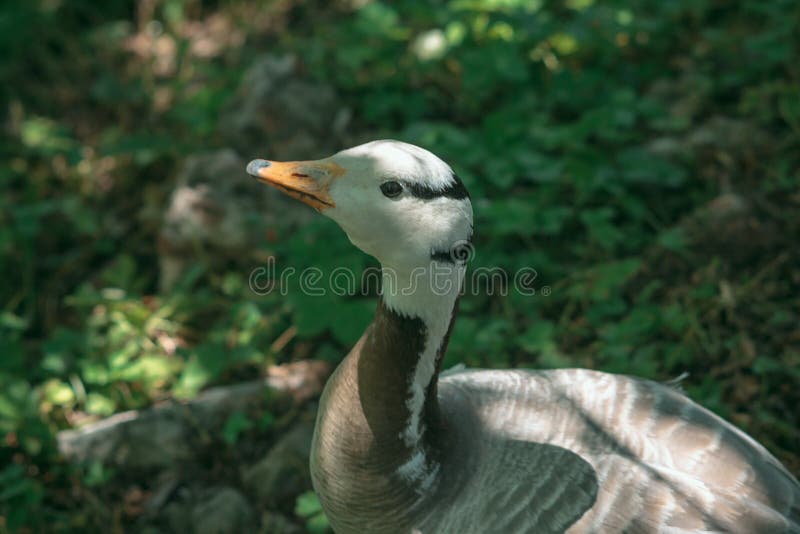 Young grey duck stock image. Image of requests, flies - 55215203