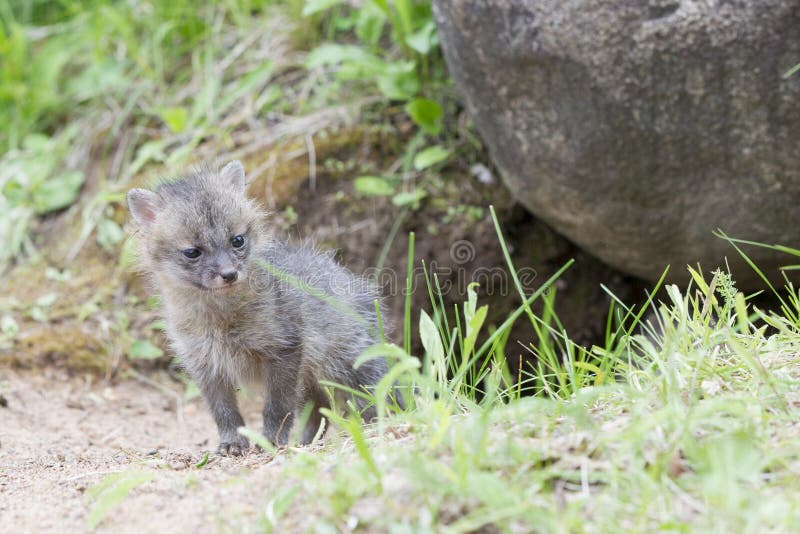 3,928 Grey Fox Photos - Free & Royalty-Free Stock Photos from Dreamstime