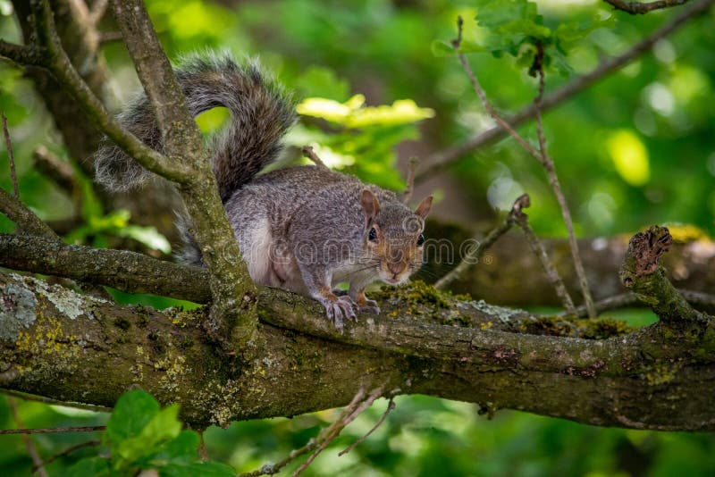 Young Grey Squirrel Pup Exploring Oak Tree in Summer Stock Image ...