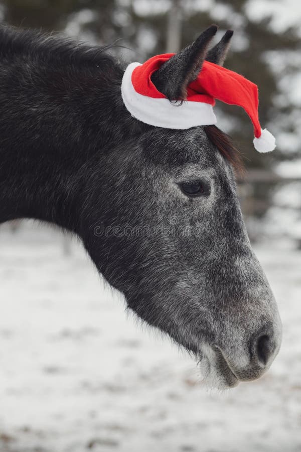 Young Grey Trakehner Mare Horse in Red Cap in Paddock Stock Image ...