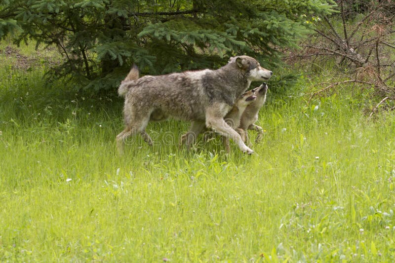 Wolf Pup Playing with Alpha Male Stock Image - Image of beauty ...