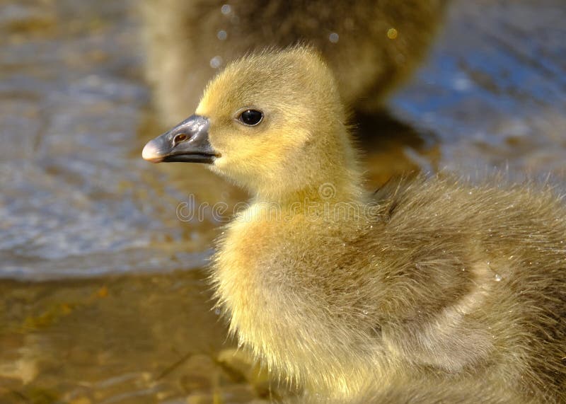 Young Greylag Goose chick. stock image. Image of chalk - 92743731