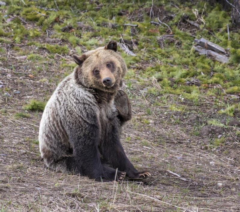 Bear Scratching His Back Against a Tree Stock Image - Image of sundown ...