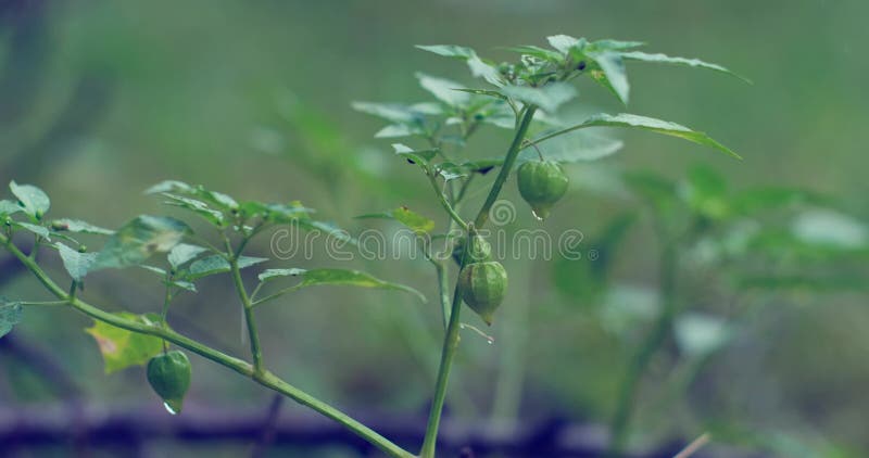 Young Ground Cherries on the Tree. Stock Footage - Video of germinating ...