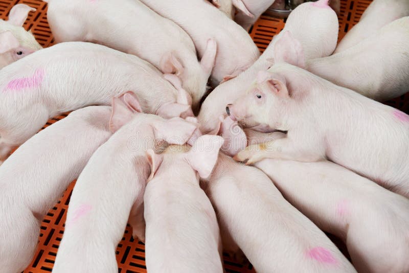 Young group piglet feeding stock photo. Image of nose - 28737736