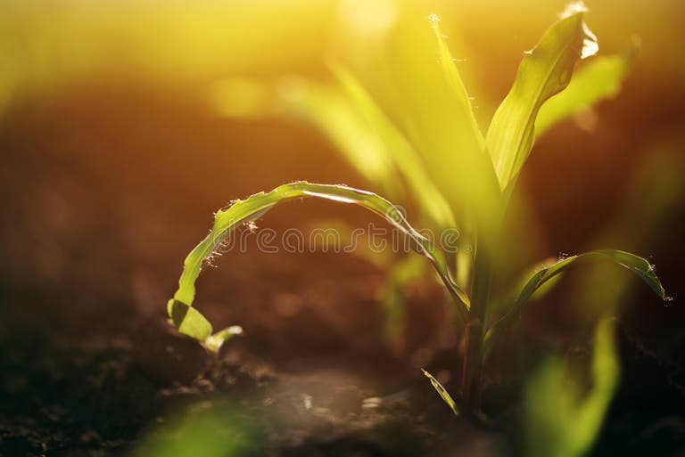 928 Early Maize Crop Stock Photos - Free & Royalty-Free Stock Photos ...
