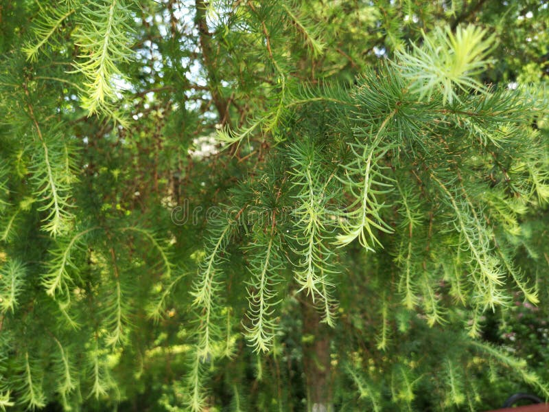 Young growing fir trees stock image. Image of natural - 154918251