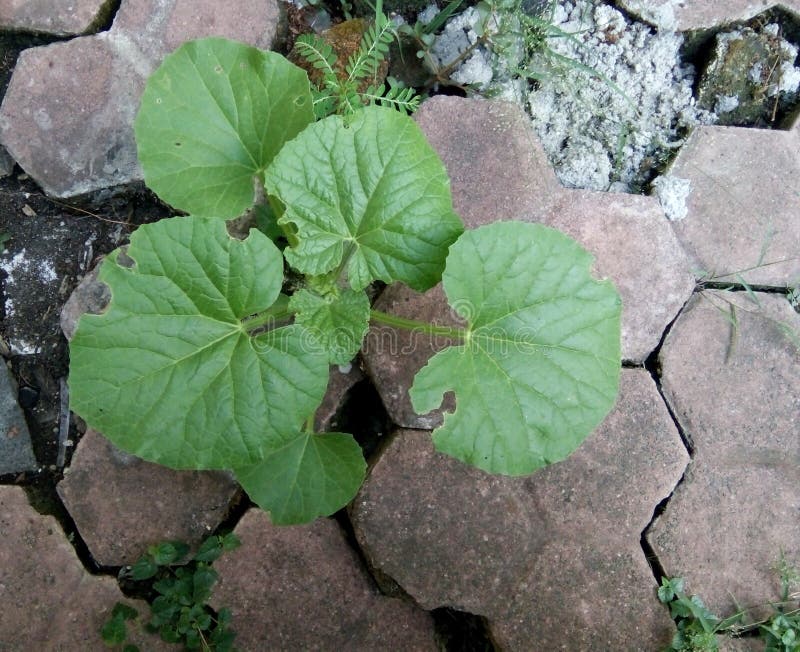 160 Musk Melon Leaf Stock Photos - Free & Royalty-Free Stock Photos ...