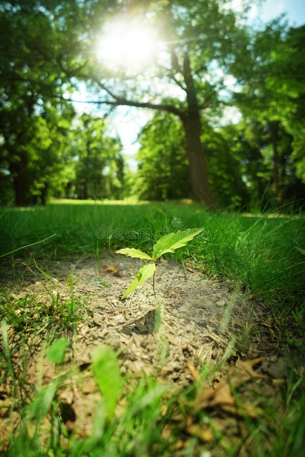 Young growing oak tree stock photo. Image of plant, capability - 46720746