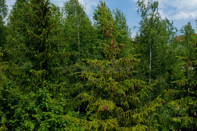 Young Growing Spruce Blossom on a Tip of Branch Spring, Beautiful New ...