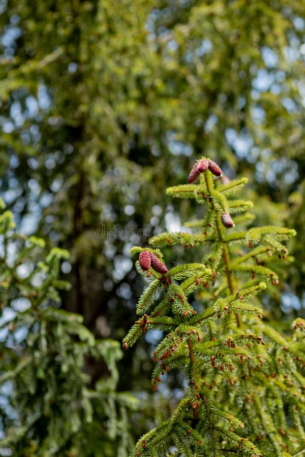 Young Growing Spruce Blossom on a Tip of Branch Spring, Beautiful New ...