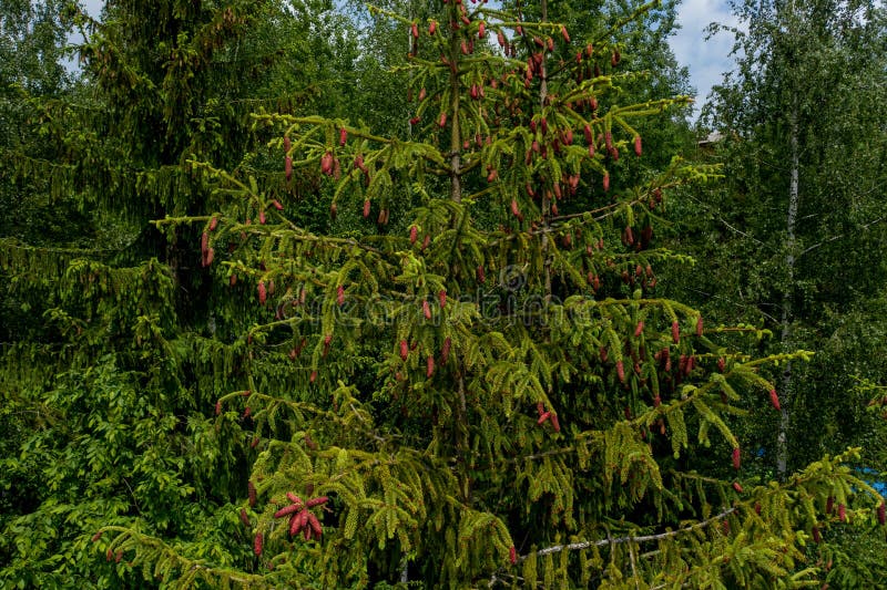 Young Growing Spruce Blossom on a Tip of Branch Spring, Beautiful New ...