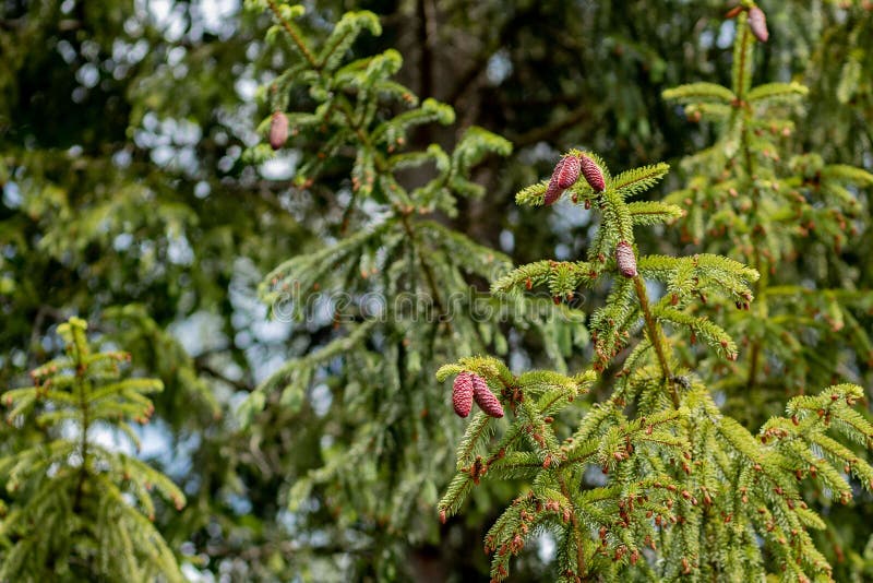 Young Growing Spruce Blossom on a Tip of Branch Spring Beautiful New ...
