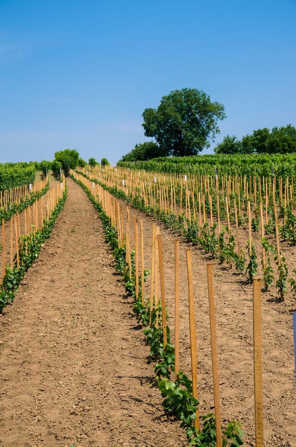 Young growing vineyard stock photo. Image of natural - 57112810