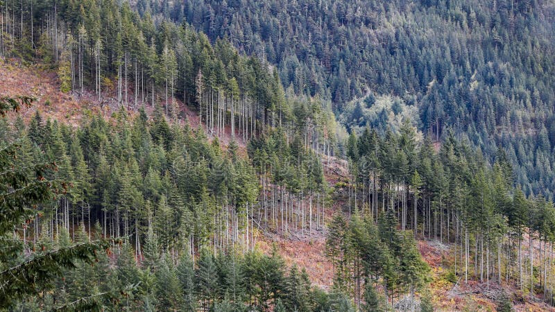 Young Growth Forests stock image. Image of needle, meadow - 269168013