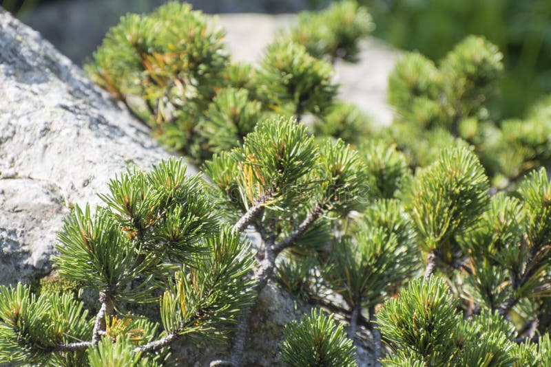 Young Growth of Mountain Pine Pinus Mugo on the Rock Stock Photo ...