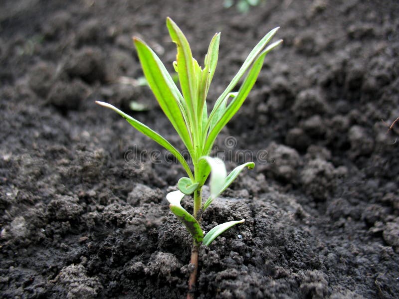 Young growth stock photo. Image of spring, sprouts, season - 32269196