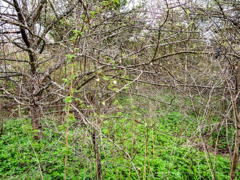Young Growth of Trees at Overgrown Backyard Stock Photo - Image of ...